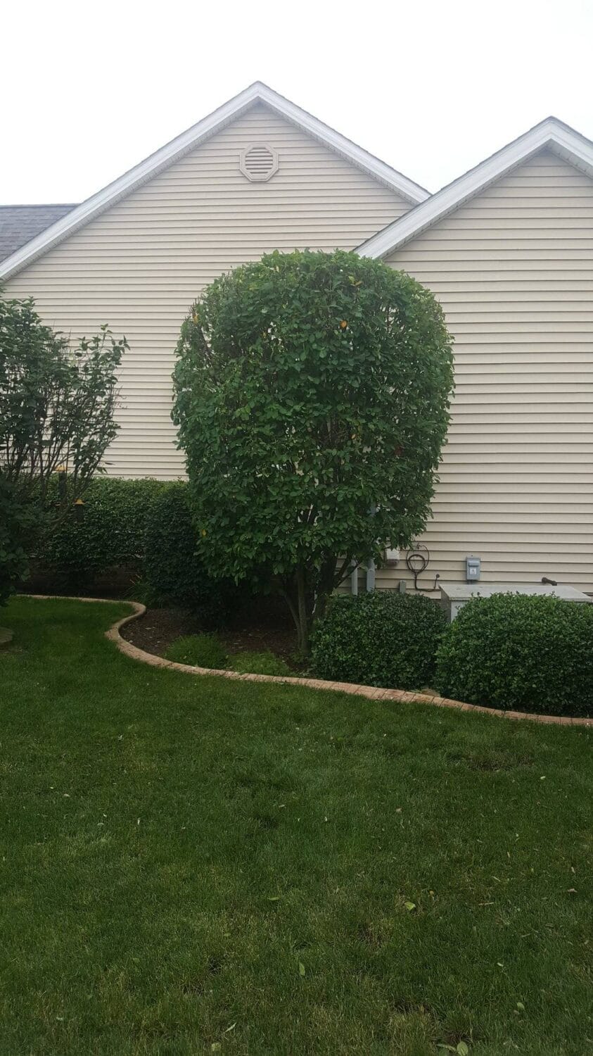 Expert Tree Trimming Services in Poland, OH | Tactical Tree Care